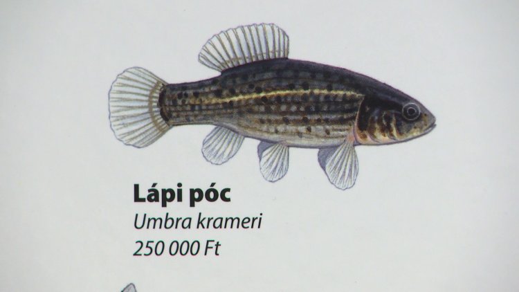 A lápi póc lett az év hala - Nyíregyháza Megyei Jogú Város Portálja ...